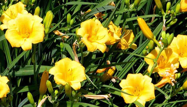 A Life Lesson: Remembering My Friend, Emma Lou Dailey | by Jeffrey ...