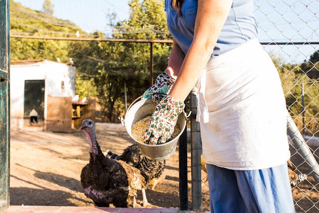 Hen Food 101: Nourishing and Nurturing Your Flock for Optimal Health ...