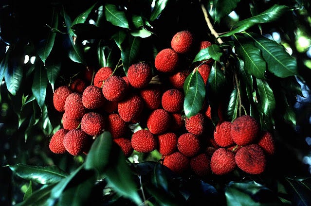 Amazing Benefits of Lychee. Lychee (Lychee) Maybe you also eat… | by ...