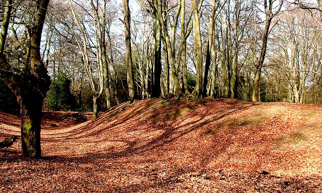 Epping Forest. Harmony, Heritage and Mystery | by Vesa Puosi | Medium