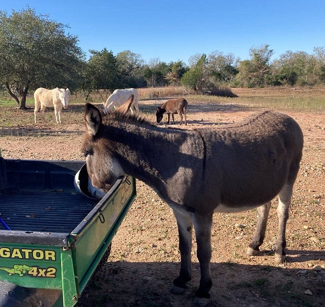 Consciousness As a Shared Relational Field | by Dewain Belgard ...