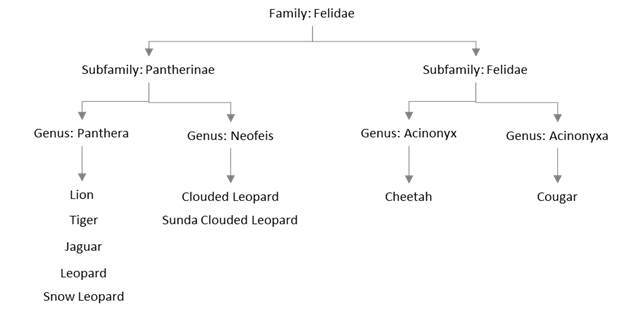 Data Hierarchy. Data Hierarchy is a known term and most… | by Agha Mustafa Ali Khan Qizilbash ...