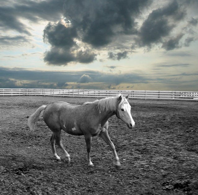 Haiku Poem: Running Horse. Running is freedom | by Mavic Casas | Medium