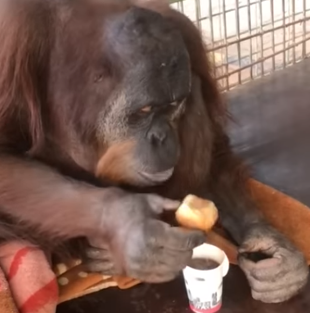 Ape Eating Cake and Drinking Coffee — For Real - The Daily Cuppa - Medium