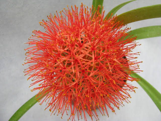 Blooming Once a Year: Drawing Inspiration from Nature | by Vijesh Raj ...