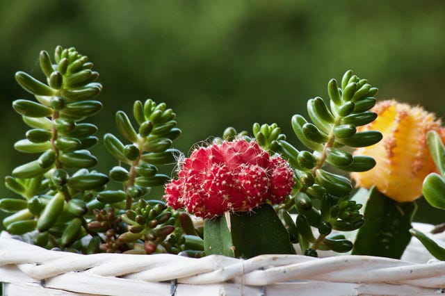 How to Care for Cactus and Succulent Plants | by Gardening Info Online ...