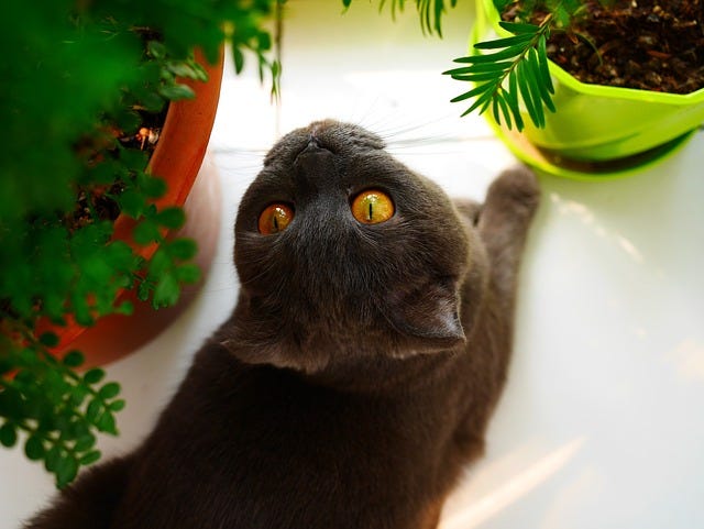 Recognizing Feline Possessiveness: Signs Your Cat Wants You All to ...
