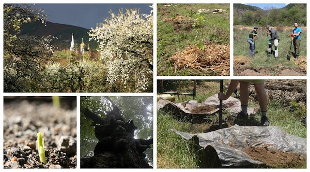 The Planting Legacy — How to Plant Trees | by Polyculture Sara | Medium