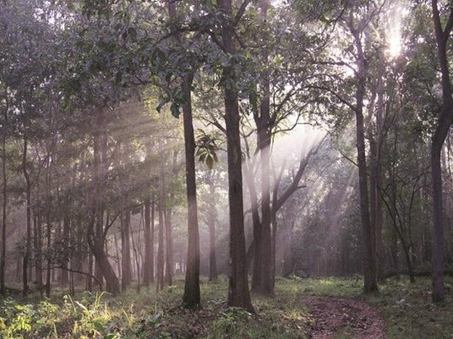 WEF 2022: China commits to plant and conserve 70 billion trees by 2030 ...