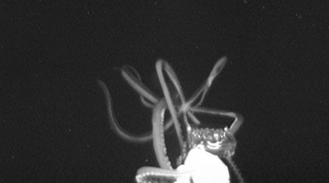 Scientists Capture First Footage of Giant Squid in US Waters | by ...