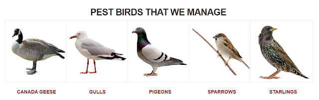 Bird Pest Control. BIRD CONTROL — EXCLUSION SYSTEMS | by Wild Goose ...