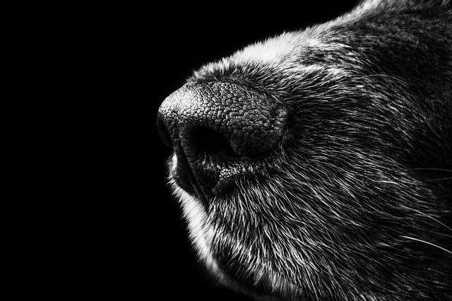 How Dogs Can Detect Cancer in Humans | by Adam Croman | Medium