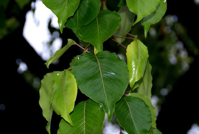 Let’s meet Callery pear tree. A beautiful rose family tree | by Dr ...