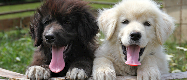 What Kind of Puppy Should You Get? | by Quibblog | Medium