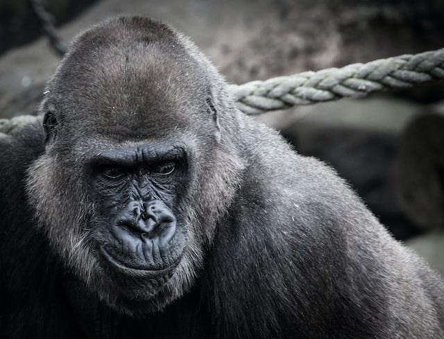 The Invisible Gorilla Experiment: How to Broaden Our Narrow Perception ...