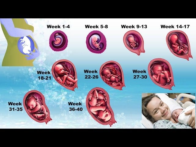 Your Pregnancy: 1–3 Weeks (Fetal Development) | by Dorothy Harris | Medium