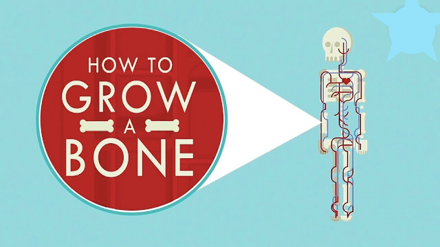 How To Grow A Bone. How To Grow A Bone | by Amazing Healthy Corner | Medium
