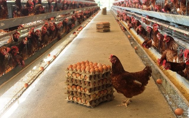 Stages In Maintaining Laying Chicken | by Agribisnis Agrokompleks | Medium