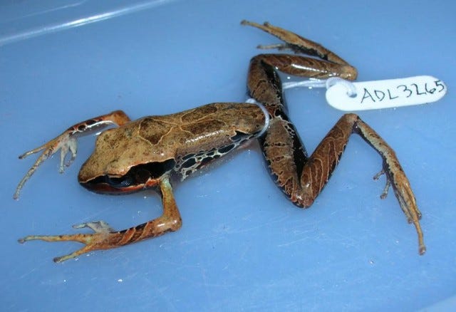 More on the Mysterious, Long-Fingered Frog | by Edith Zimmerman | The ...