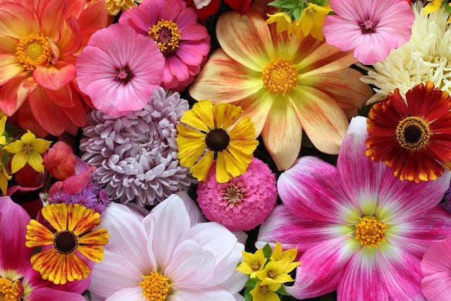 A Flower A Day. A flower a day | by Portalmyhobby | Medium