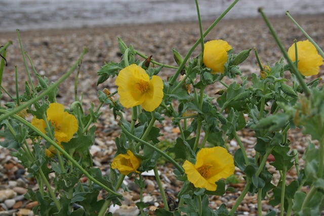 Yellow Horned-Poppy. An attractive coastal plant that should… | by John ...