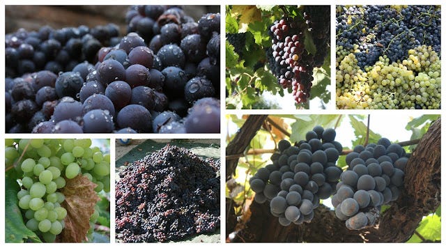 Grapevine -Vitis vinifera : The Essential Guide to Everything you Need ...