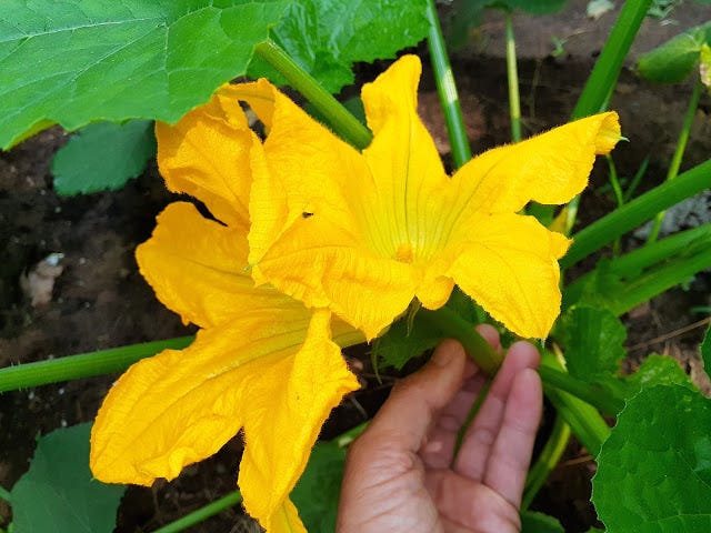 Zucchini (Courgette) had double headed flowers | by Mai Yamamoto ...