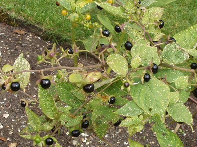 Garden Menace Plants | by BuyReviewer | Aug, 2024 | Medium