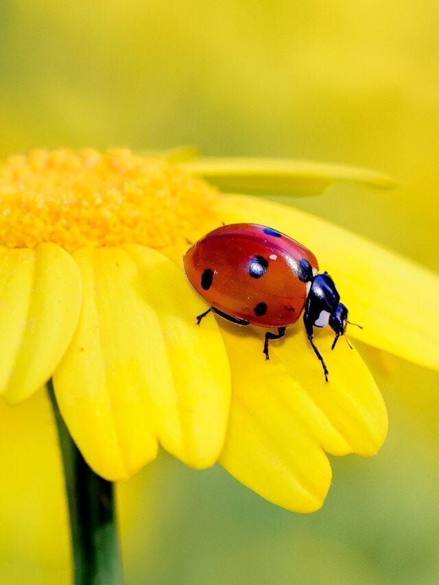 How To Fix Bugs In Garden - Payel Chakravarty - Medium