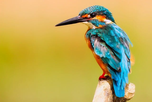 How To Build Trust On Your Birds. Building trust with your birds ...