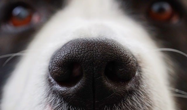 Dogs and Their Sixth Sense. We’ve all done it. We return home to… | by ...