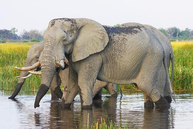 Amazing World of Elephants: Symbol of Power and Intelligence | by ...