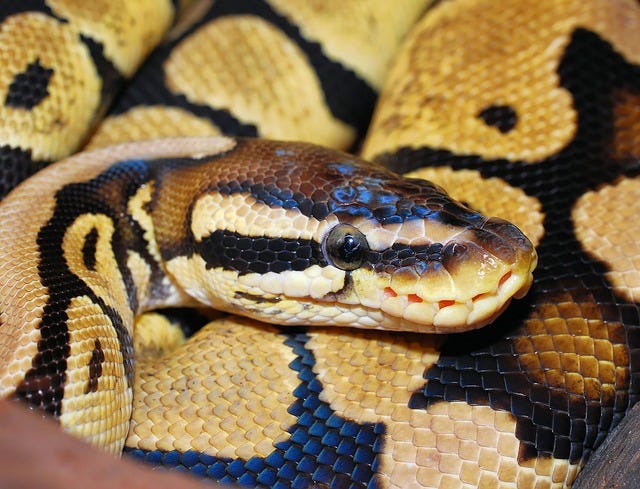 Programming Language Overview: Python | by Nick Sokol, PhD | Medium