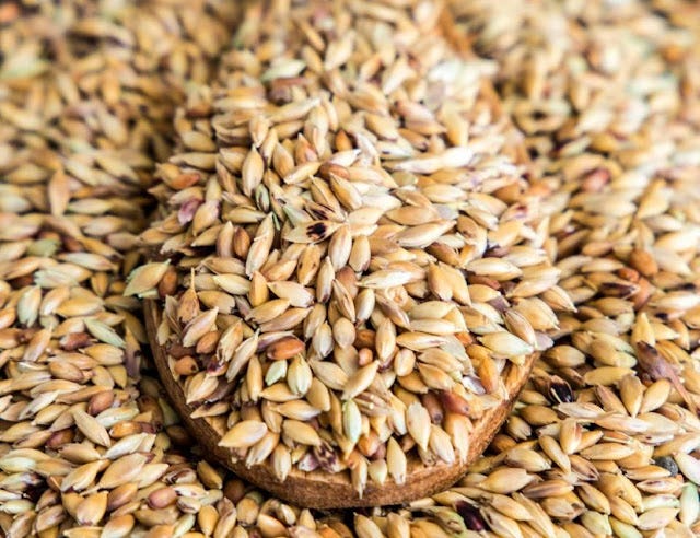 Forage Seed Market Forecast (2022–2027) | by Rajashekar Velpula | Medium