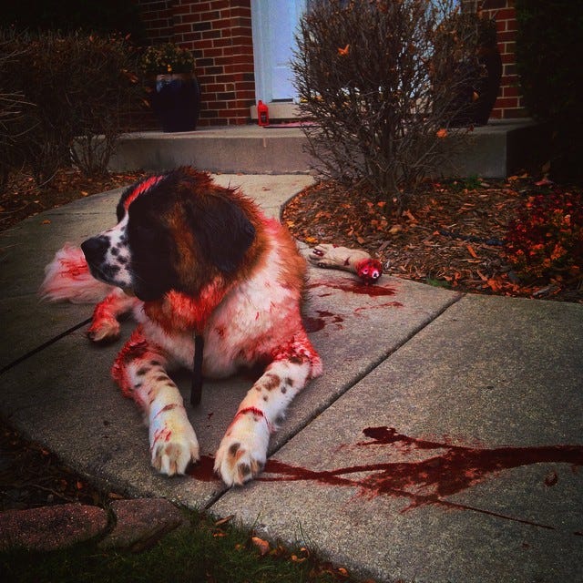 The Best Costume for a St. Bernard: CUJO! | by MegaCutie | Medium