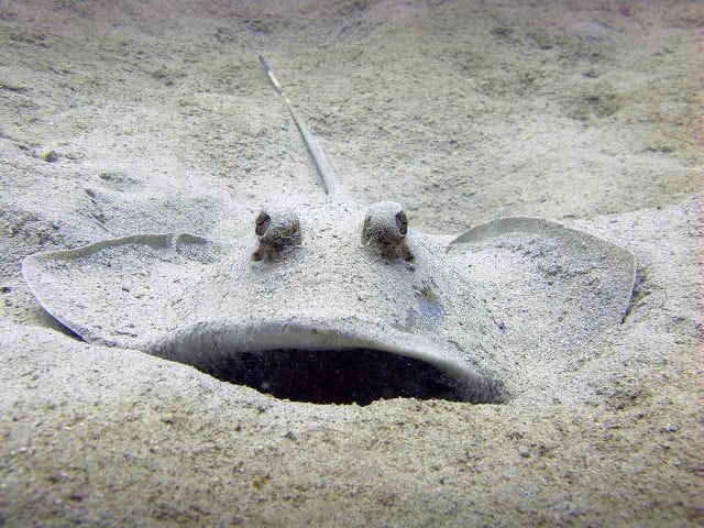 Shy Ocean Predator. Stingrays are timid, dangerous, and… | by Michelle ...