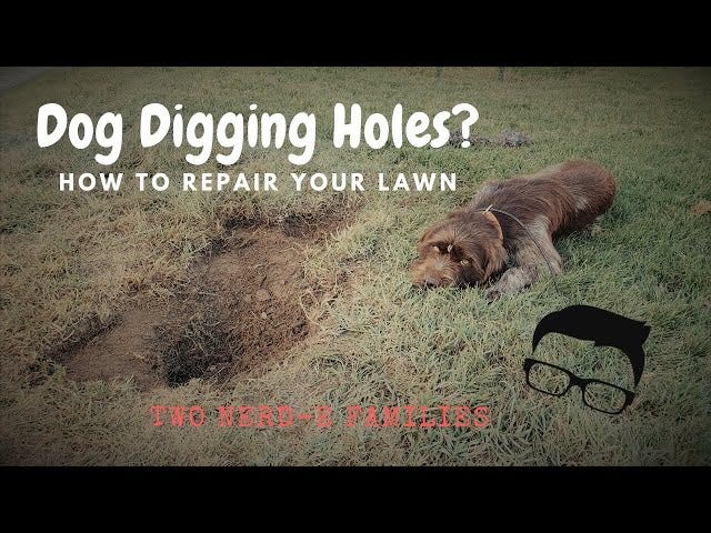 How to Fix Dog Holes: Quick & Easy Solutions! | by Fran R. Ketchum ...