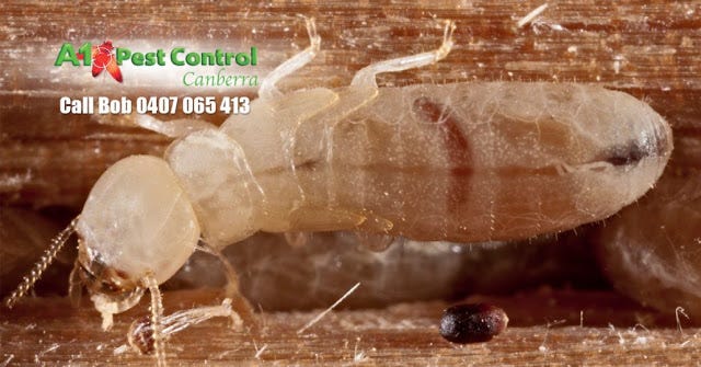 A1 Pest Control Caanberra — Termite Specialists | by Anna Pankhurst ...