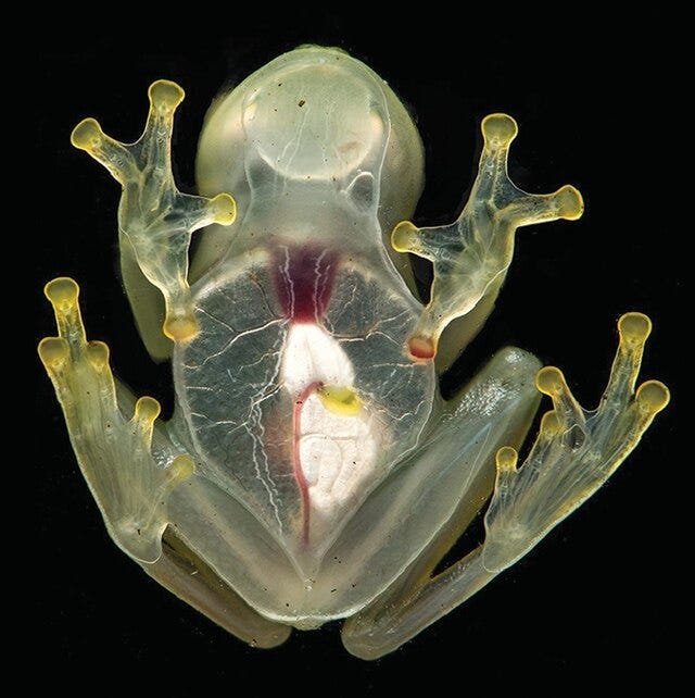 See-through frogs, hot buttered toast cookies and BIG news (x2)!! | by ...