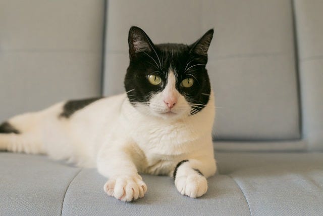 Easy Habits for a Happy Cat. We all want our cats to live… | by ...