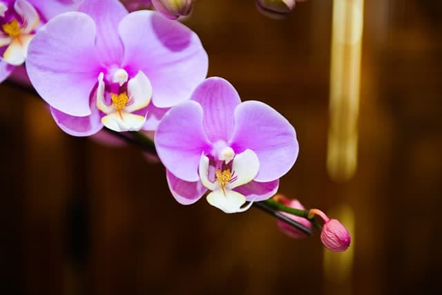 Top 10 Famous Flowers in the World | by Peggie | Nov, 2023 | Medium