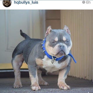Ripped American Bulldog