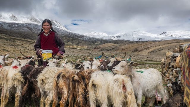 The Elegance of Pashmina Shawls for Men: Exploring the Pashmina Goat ...