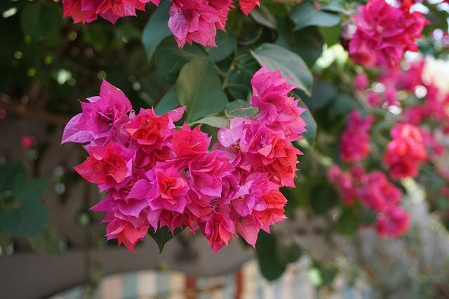 Permanent flower plants. FLOWERS THAT BLOOM ALL YEAR ROUND | by MFG ...