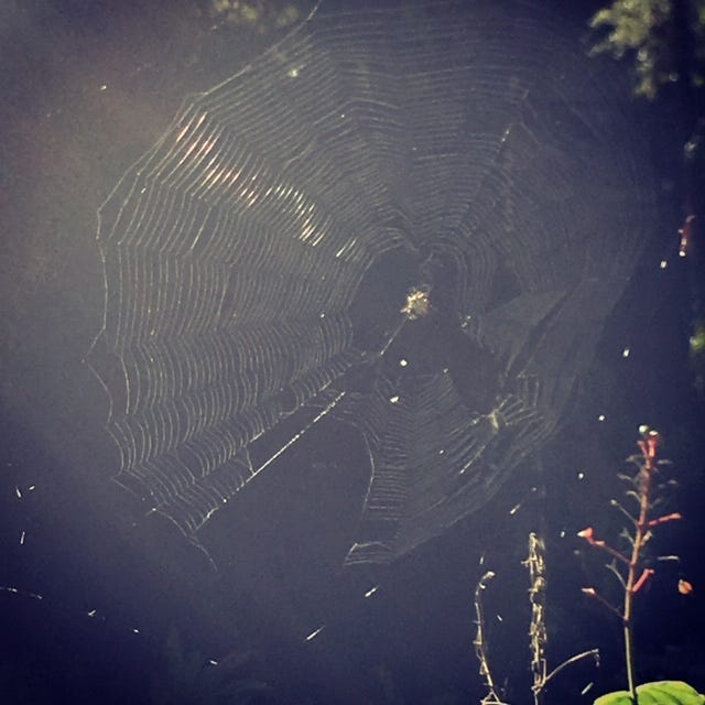 Life Lessons I Learned from the Itsy-Bitsy Spider | by Guillermo Vidal ...