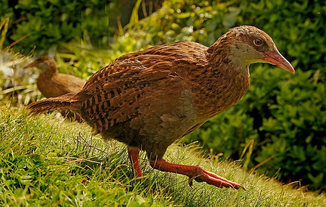 Weka: Easy code-free machine learning! | by Declan Tan | Medium
