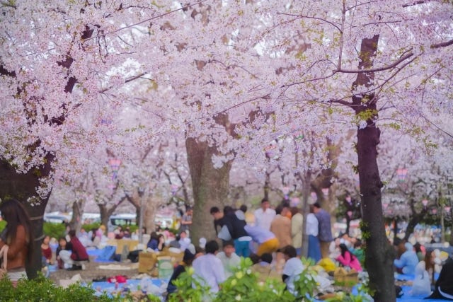 Unique Spring Foods to Try in Japan | by Tokyo Room Finder | Medium