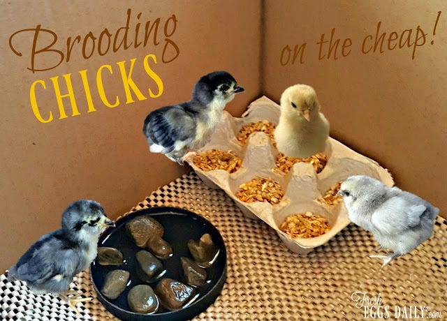 Brooding Chicks on the Cheap — How to Get Started Raising a Flock For ...