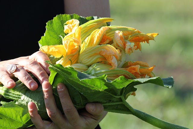 Exotic Fruits: Zucchini Flowers Are Edible Wonders | by Treathyl Fox ...