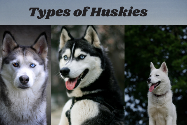 How Many Different Breeds Of Huskies Are There [Must Know] – MRQOI